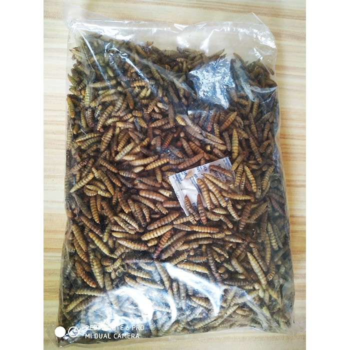 Jual MAGGOT KERING 250GR LARVA BSF MAGOT PAKAN IKAN KOI UNGGAS BURUNG ...