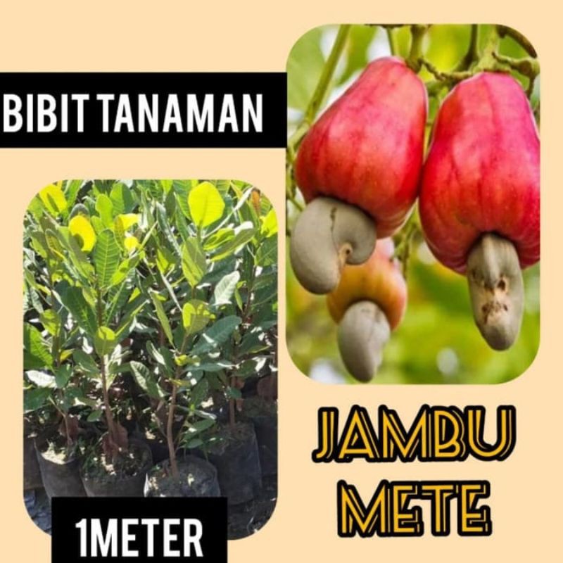 Jual bibit jambu mete jambu mede jambu monyet pohon jambu mete unggul ...