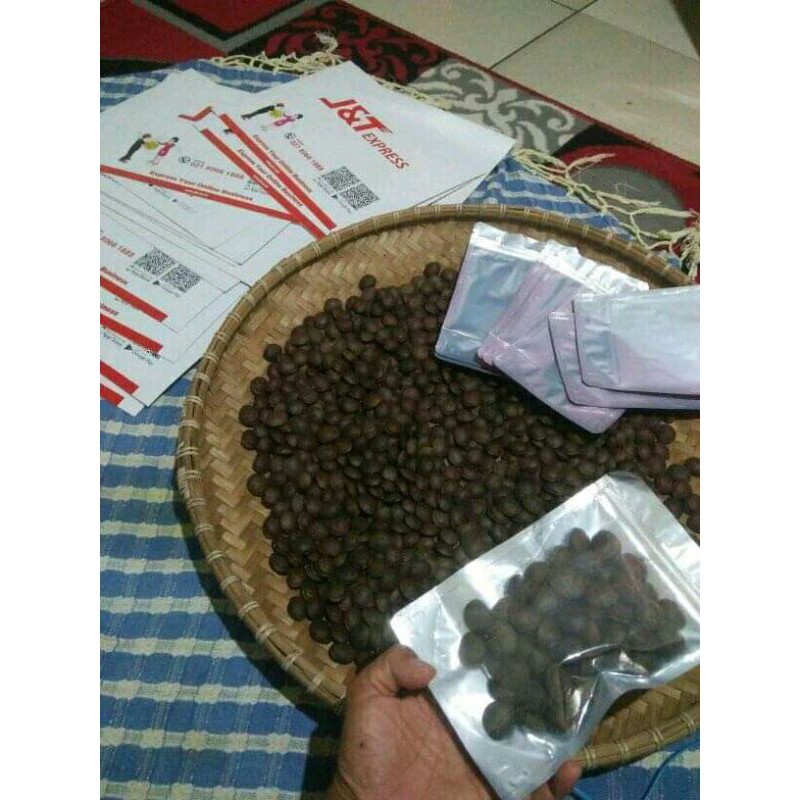 Jual Rekomendasi Inchakey BIBIT / benih SACHA INCHI tanaman kebun ...