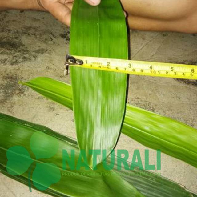 Jual Daun bambu lebar besar jumbo 100 pcs segar siap petik | Shopee ...