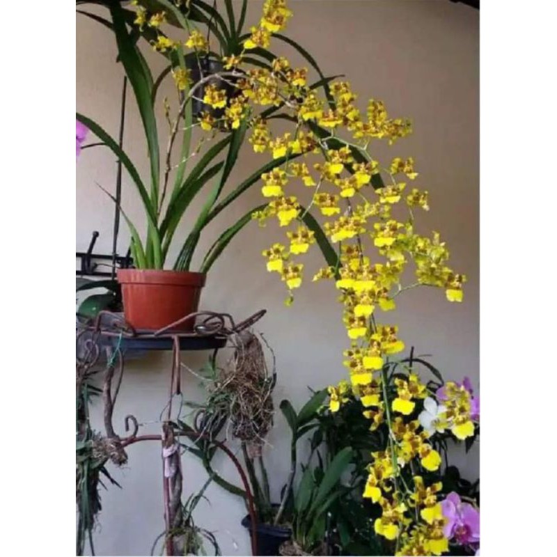 Jual Anggrek Oncidium americana | Shopee Indonesia