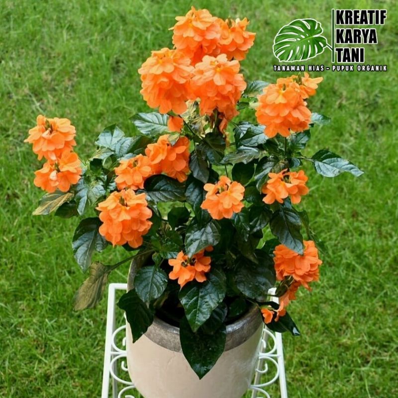 Jual Tanaman hias crossandra - Bunga crosandra - Crosandra bunga ...