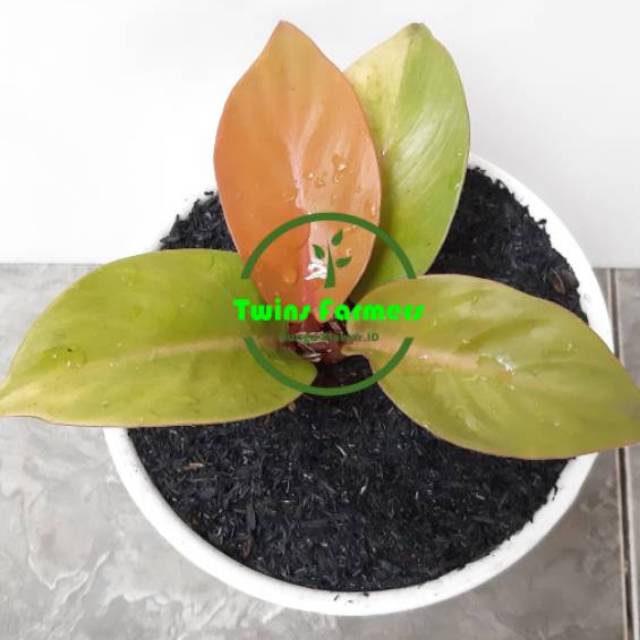 Jual Tanaman Philo Orange Juice / Philodendron Orange Juice | Shopee ...