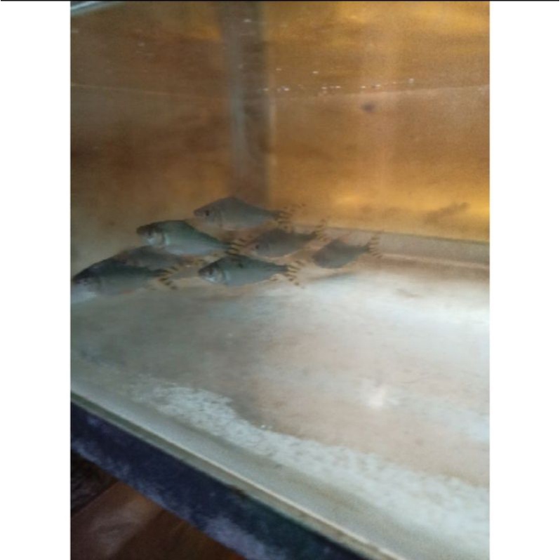 Jual ikan yellow feifeng/yff | Shopee Indonesia