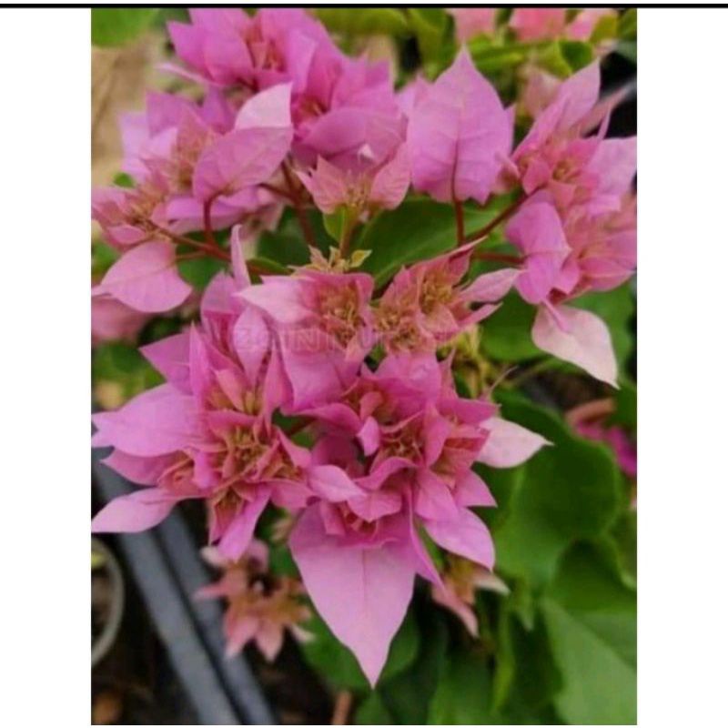 Jual New Tanaman Hias Bugenvil Bunga Kertas Pink Karina Shopee