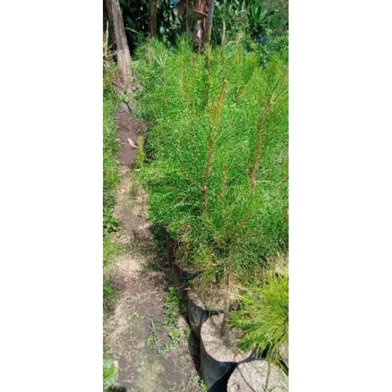 Jual tanaman hias pohon pinus | Shopee Indonesia