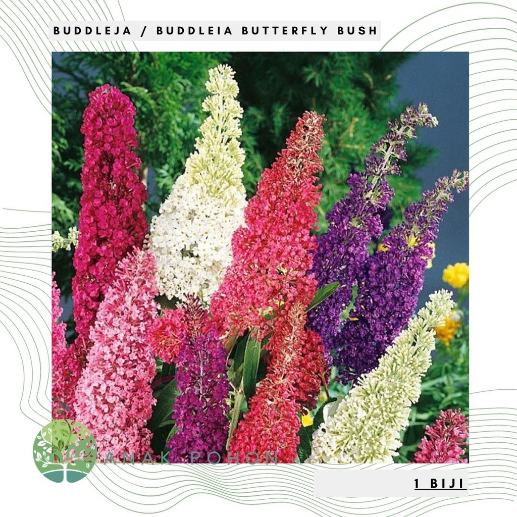 Jual Benih Bibit Biji - Bunga Buddleia Buddleja Butterfly Bush Summer ...