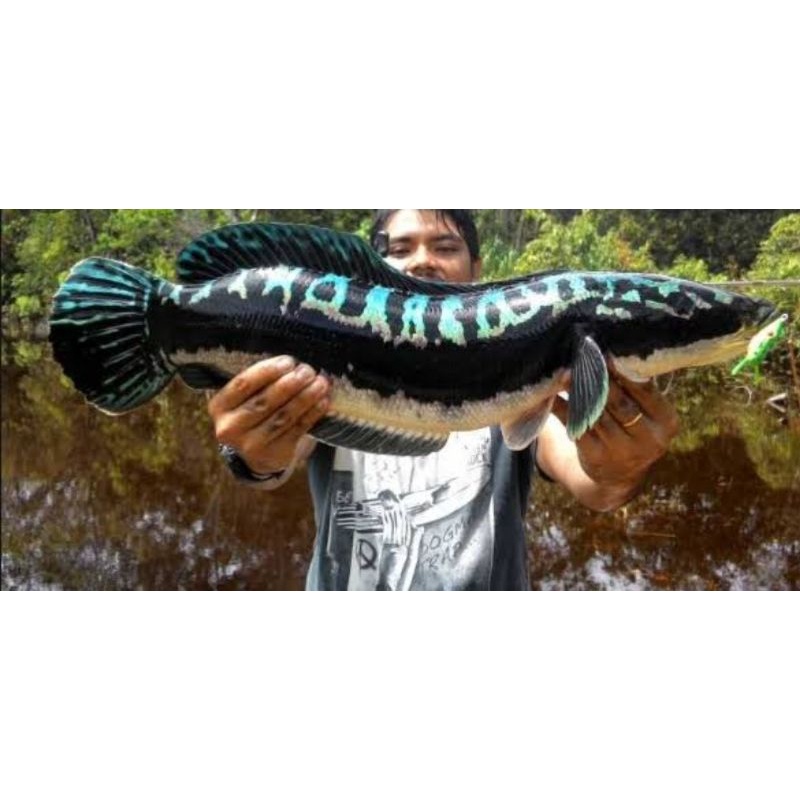 Jual Green Toman 35CM | Shopee Indonesia