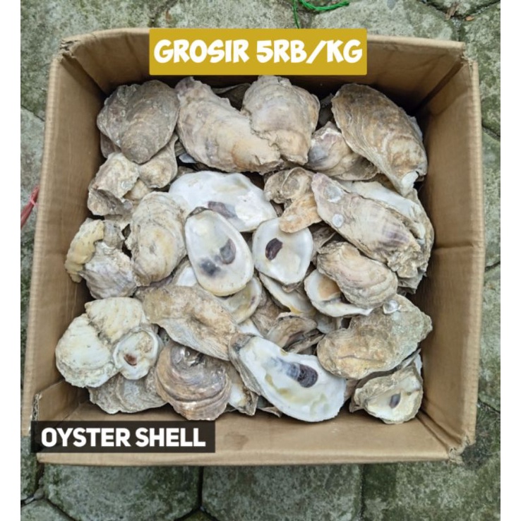 Jual Kulit kerang 1kg oyster shell media filter kolam ikan koi dan ...