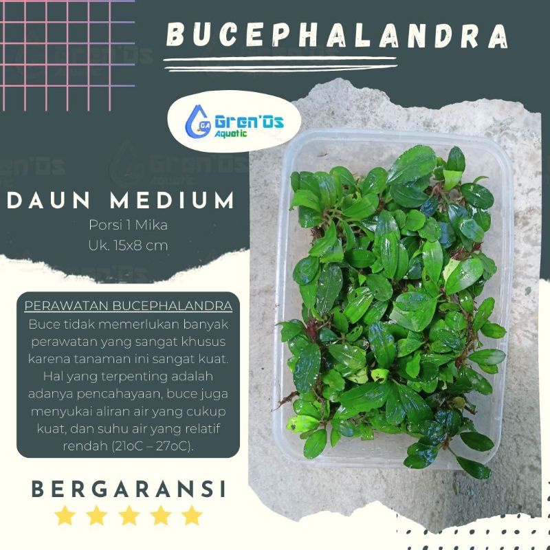Jual Buce Phalandra Bucephalandra Daun Medium - Tanaman Tumbuhan Aquascape Low Co2 | Shopee ...