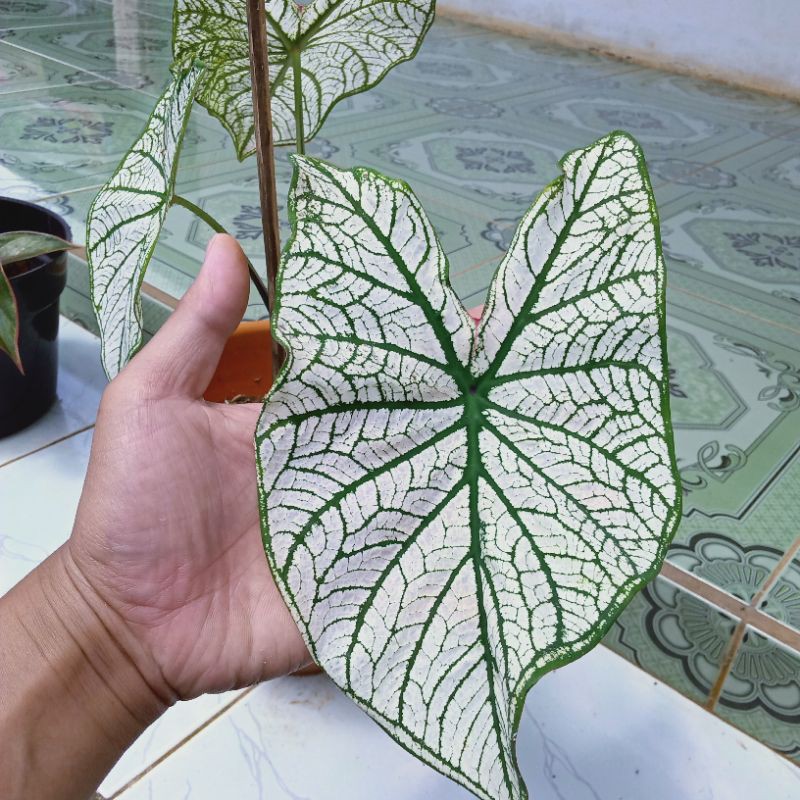 Jual Tanaman Hias Talas Hias Keladi Putih | Shopee Indonesia