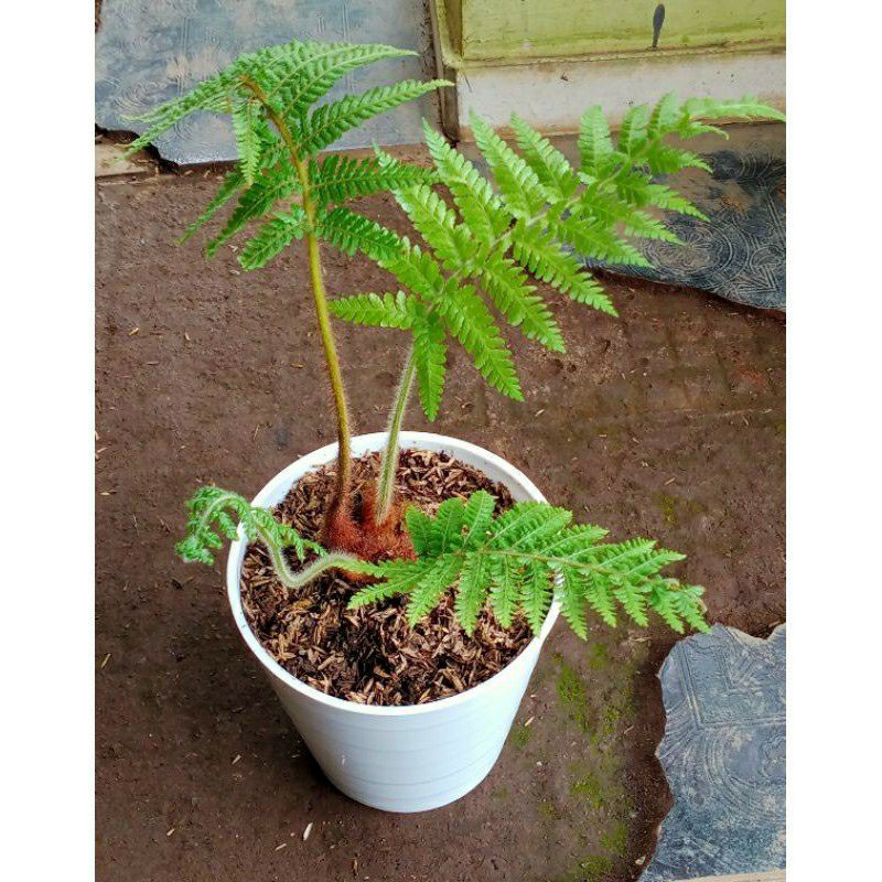 Jual Tanaman Hias Pakis Monyet / Pakis emas pakis kadaka pakis kelabang ...