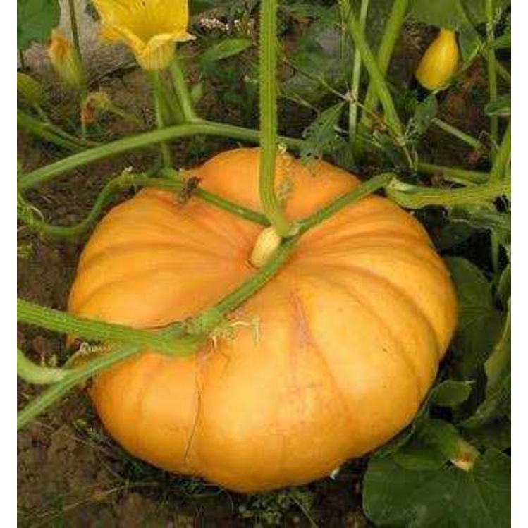 Jual 7 benih bibit labu kuning original(berbuah di usia 90hari ...