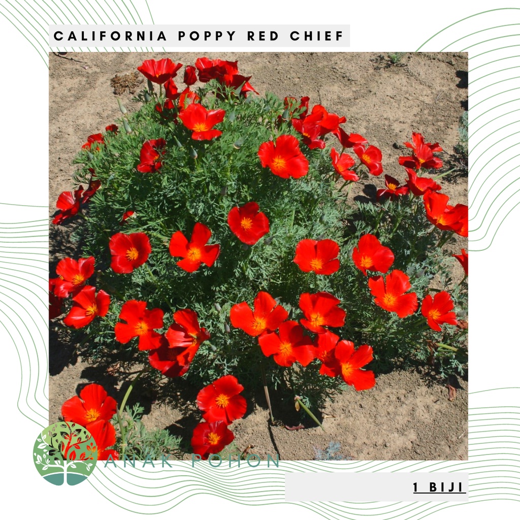 Jual Benih Bibit Biji - Bunga California Poppy Red Chief (Eschscholzia ...