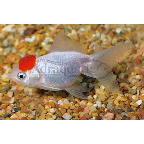 Jual (INSTANT BANDUNG) IKAN HIAS KOKI RED CAP CUP GOLDFISH AIR TAWAR ...