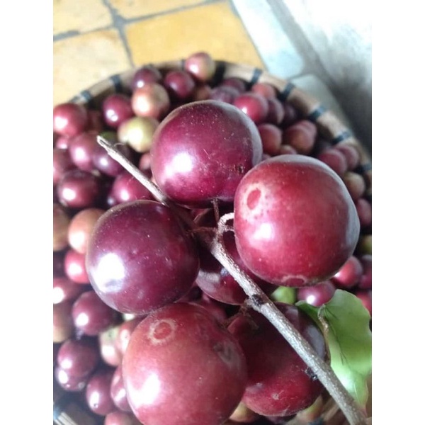 Jual Buah Rukem 1 KG Fresh / Rukam | Shopee Indonesia