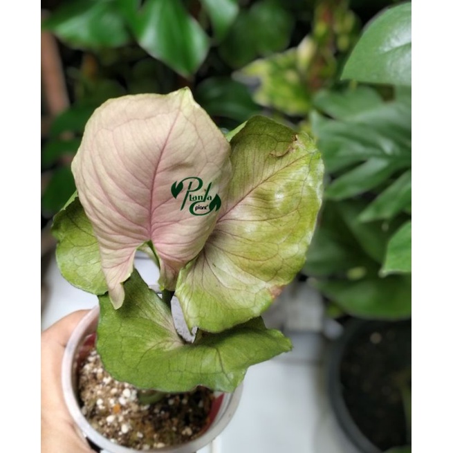 Jual Syngonium Bold Allusion ( Mango Singonium) | Shopee Indonesia