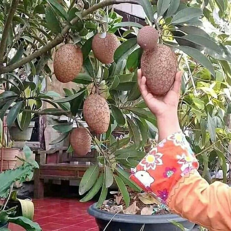 Jual Bibit Sawo Jumbo, buah Besar dan manis, cocok di buat tabulampot ...
