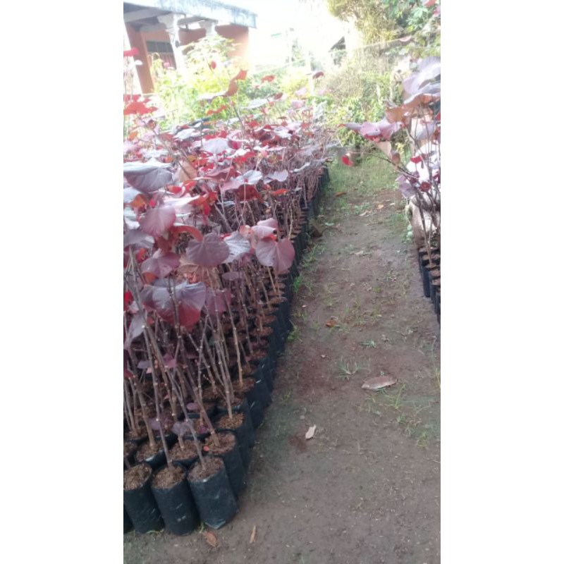 Jual Waru Merah (jempol) | Shopee Indonesia