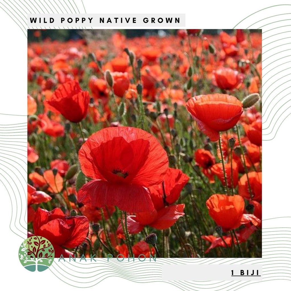 Jual Benih Bibit Biji - Bunga Wild Poppy Native Grown (Papaver rhoeas ...