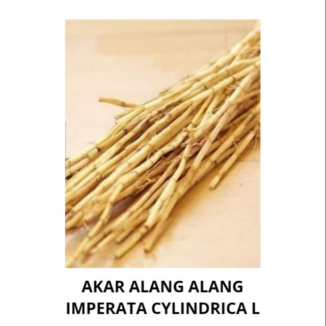 Jual AKAR ALANG ALANG 500GRAM | Shopee Indonesia