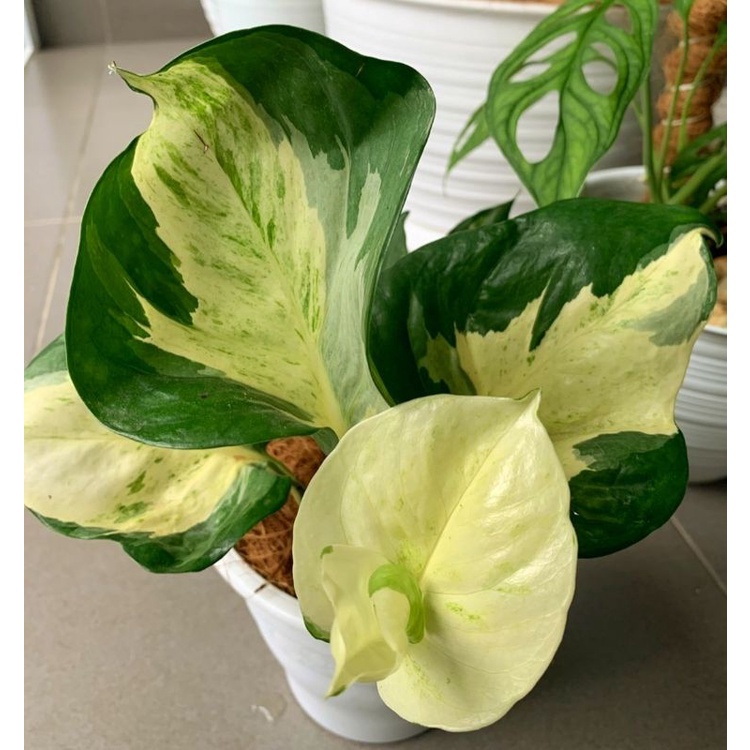 Jual PROMO !!! SIRIH GADING MANJULA VARIEGATA PERFECT NO DEFECT | BUNGA ...