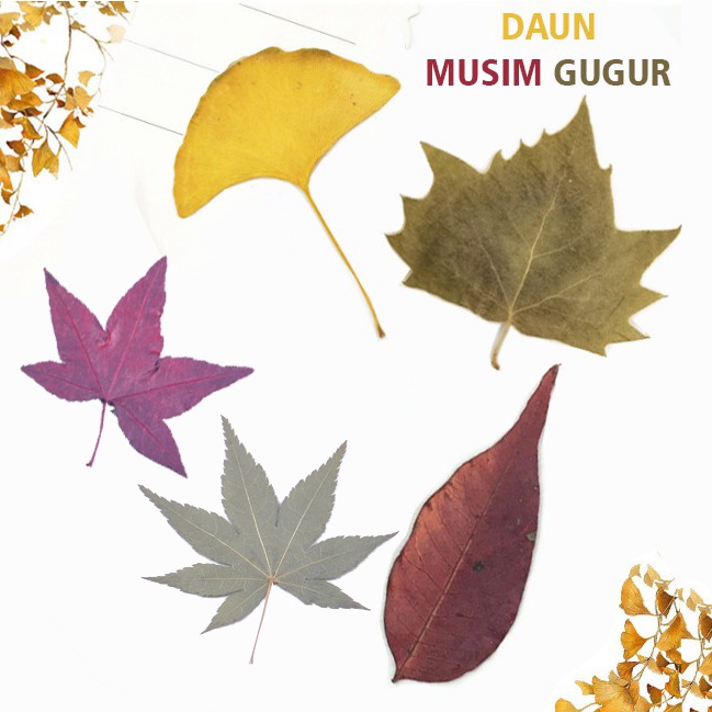 Jual Daun Kering Asli "DAUN MUSIM GUGUR" Real Dry Pressed Flower ...