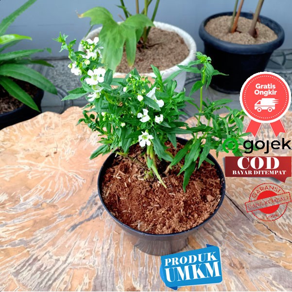 Jual Tanaman hias lavender palsu Angelonia bunga putih - angelonia ...