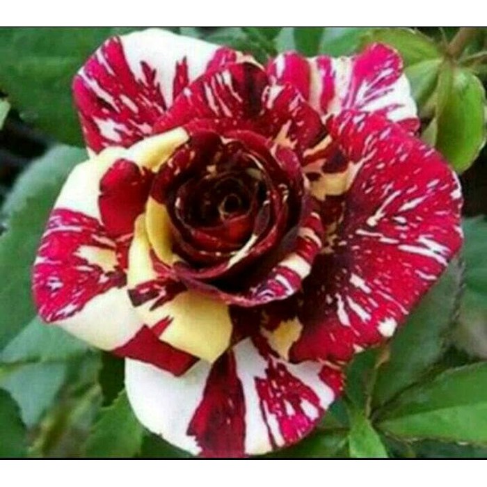 Jual tanaman hias mawar batik merah kuning | Shopee Indonesia