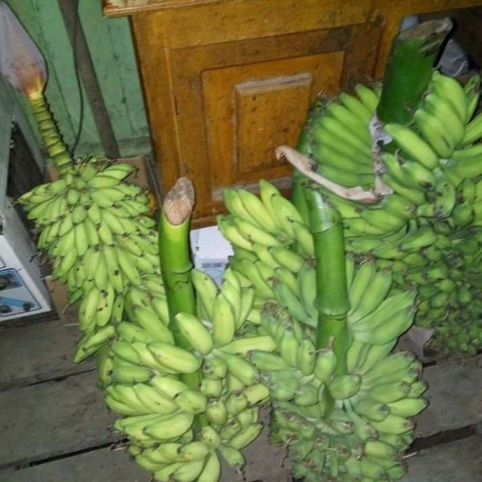 Jual New pisang batu pisang klutuk 1kg | Shopee Indonesia