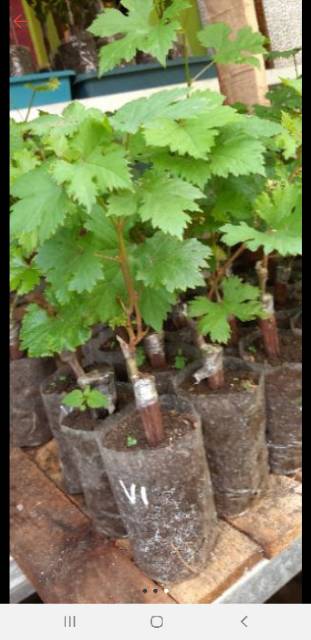 Jual Bibit anggur anggur import jubile nov (BISACOD) | Shopee Indonesia