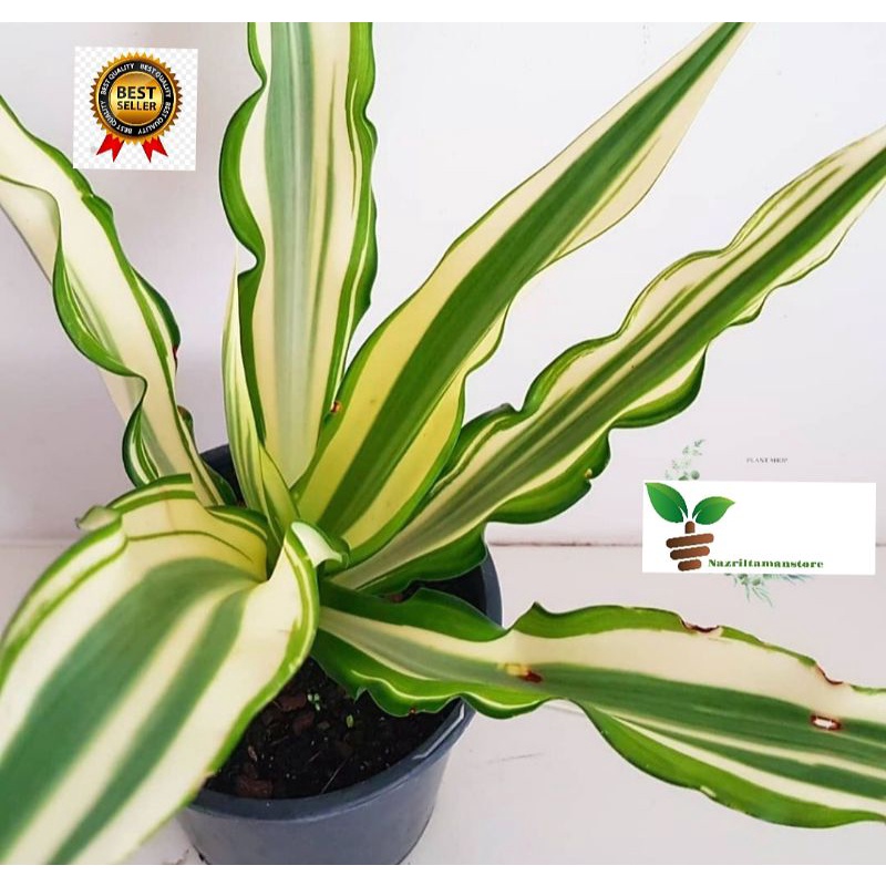 Jual TANAMAN HIAS AGAVE PUTIH VARIEGATA GRADE | Shopee Indonesia