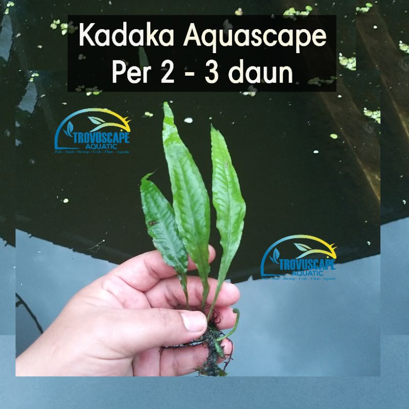 Jual Kadaka Java Fern Aquascape ~ tanaman air aquascape akuarium ...