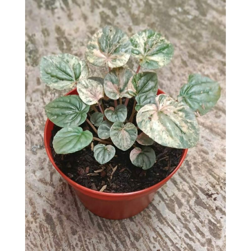 Jual peperomia caperata variegata/peperomia pink lady | Shopee Indonesia