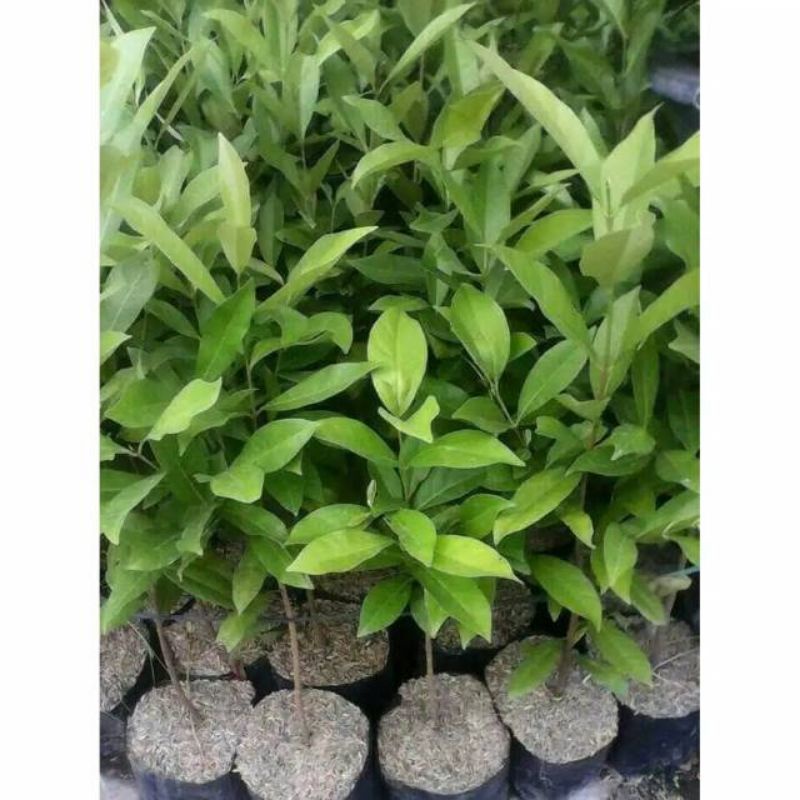 Jual Tanaman Herbal Daun Salam Daun Rimbun Penyedap Masakan Sesuai Foto ...