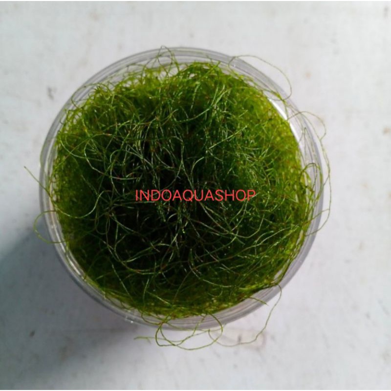Jual Chaeto Makro algae / Macro Algae / Chaetomorpha / Rumput segar ...