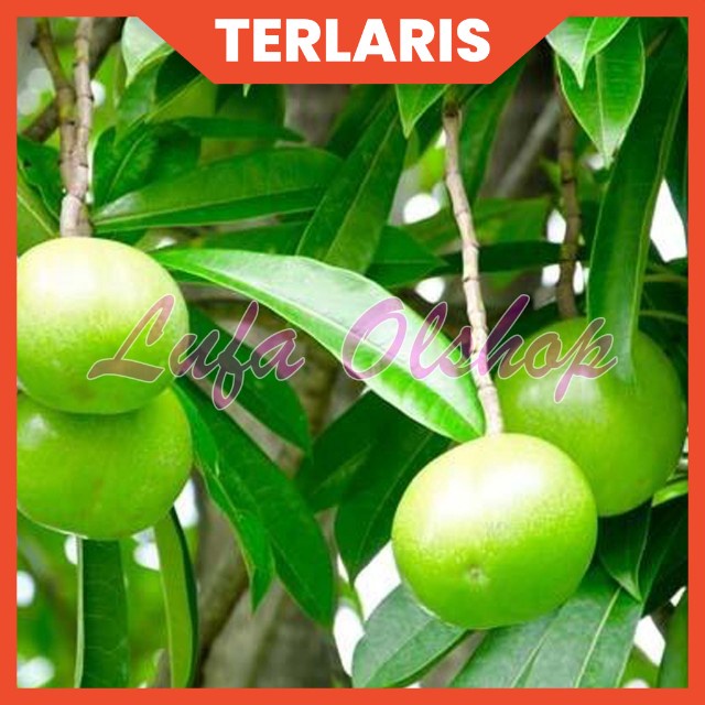 Jual Terlaris Ampuh Buah Bintaro Buah Simpalak 5 Kg Pengusir Tikus Rumah Nyaman Bebas Dari Tikus
