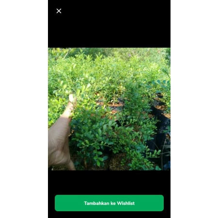 Jual tanaman kemuning mini | Shopee Indonesia