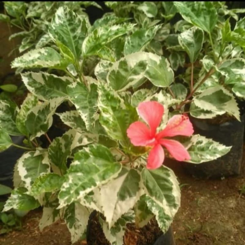 Jual Tanaman Hias Bunga Sepatu Varigata Pohon Kembang Sepatu Variegata ...
