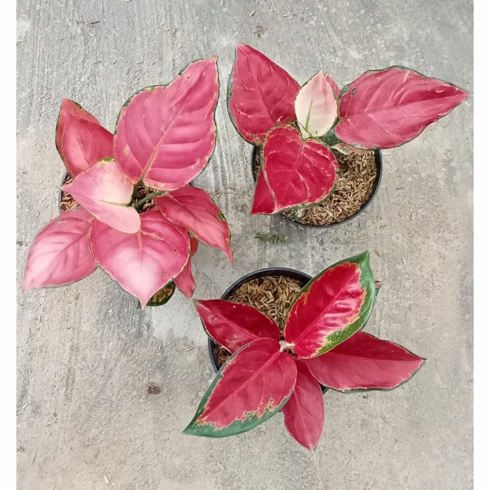 Jual Paket 3 jenis aglonema murah (Pink Catrina,red anja, suksom ...