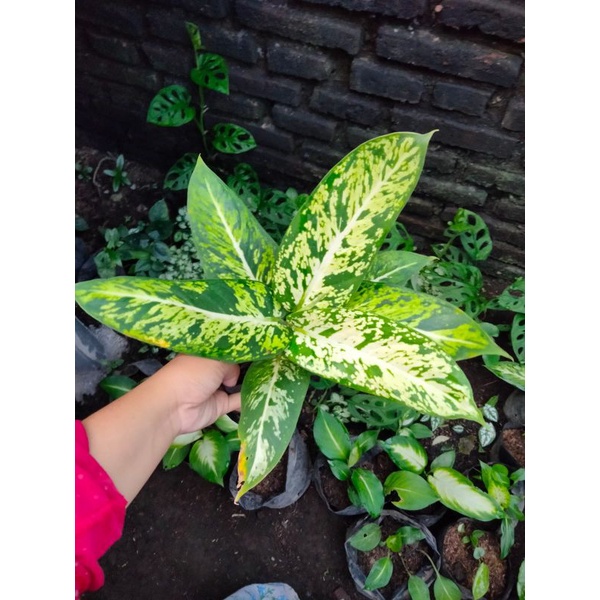 Jual Diven anggun ayu | Shopee Indonesia