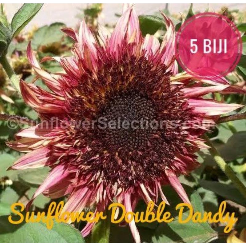Jual Sunflower DOUBLE DANDY - 5 benih | Shopee Indonesia