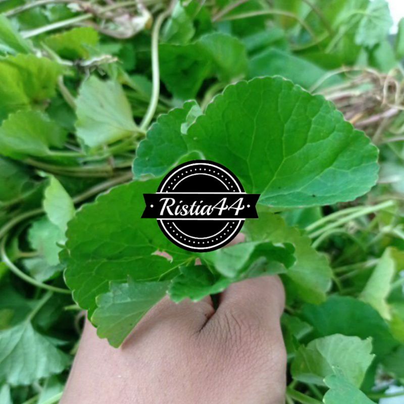 Jual Daun pegagan segar fres 1kg | Shopee Indonesia