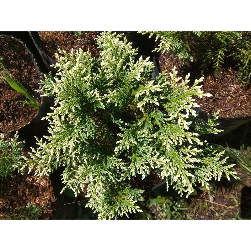 Jual Tanaman Hias Cemara Inoki Salju/Putih 2Varian Ukuran | Shopee ...