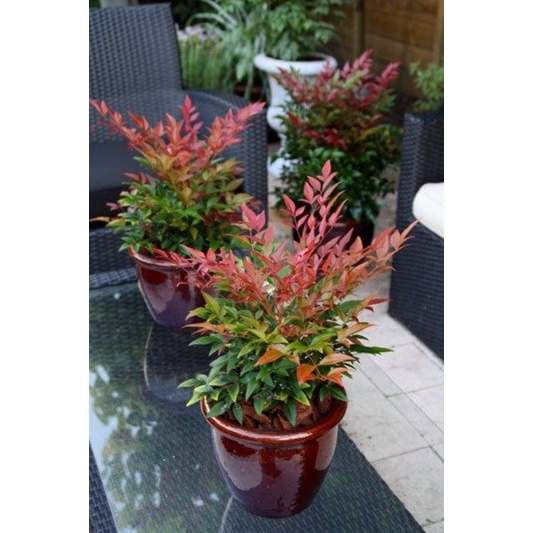 Jual ( BISA COD ) Tanaman Hias Pucuk Merah / Pohon Pucuk Merah Hiasan ...