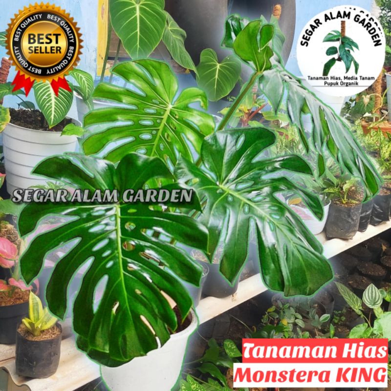 Jual Tanaman Hias Monstera KING Minimal 3 Daun- Monstera KING | Shopee ...