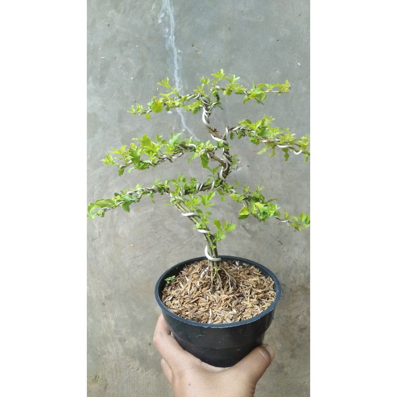 Jual bonsai legistrum kuning | Shopee Indonesia