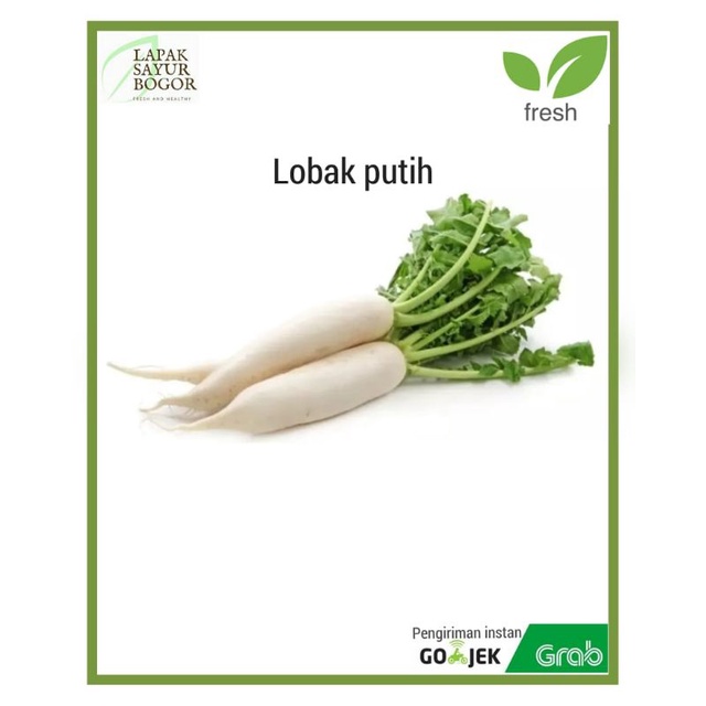 Jual lobak putih lobak super | Shopee Indonesia