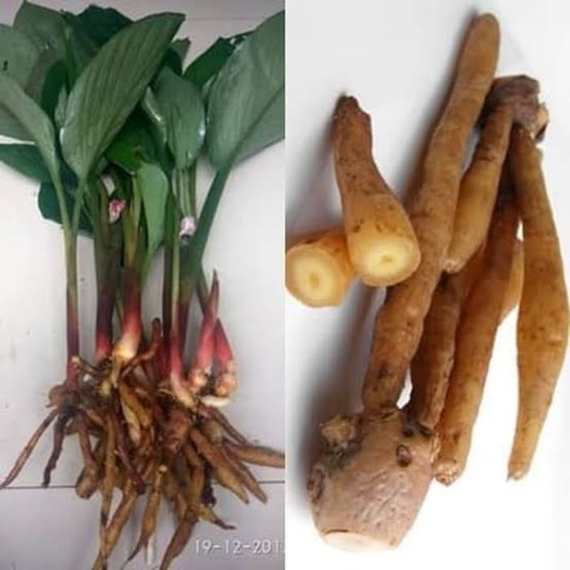 Jual Temu Kunci (Tanaman Herbal) | Shopee Indonesia
