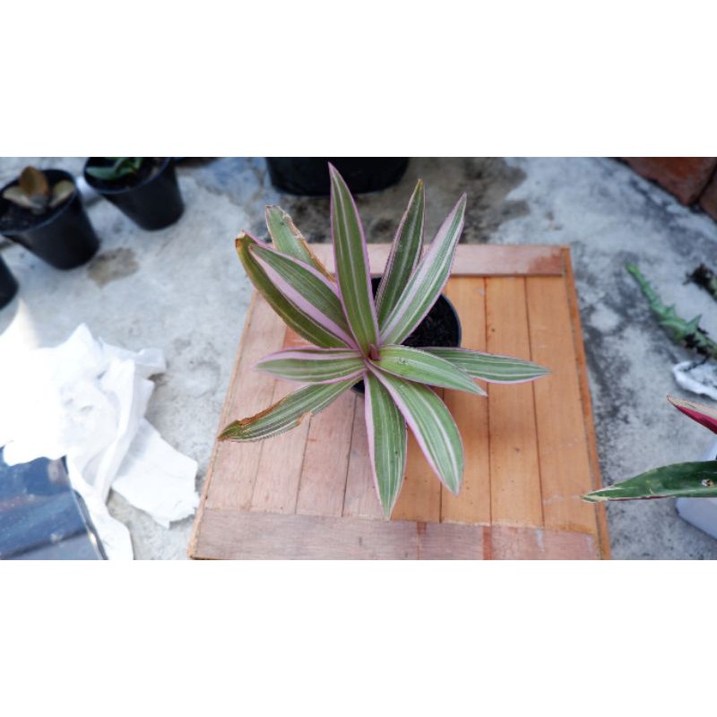 Jual Adam Hawa / Rhoeo Discolor | Shopee Indonesia